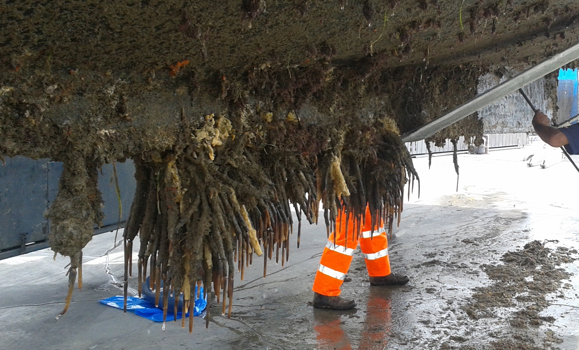 Hull marine pest survey starts again - Local Government Magazine